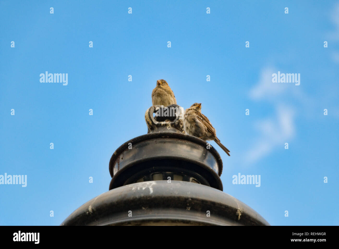house sparrows sitting on top of statue Stock Photo - Alamy