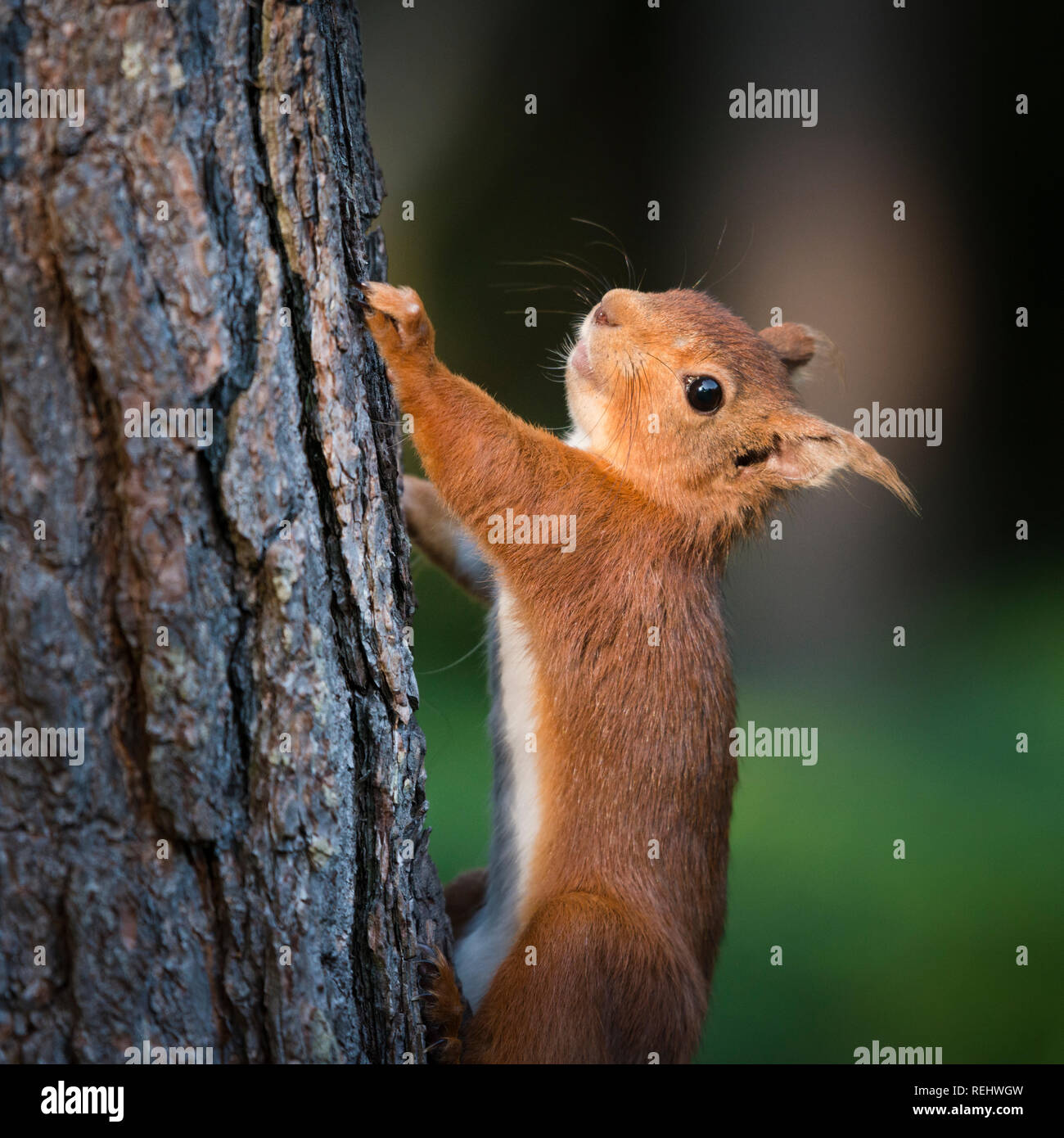 Close up tree hi-res stock photography and images - Alamy