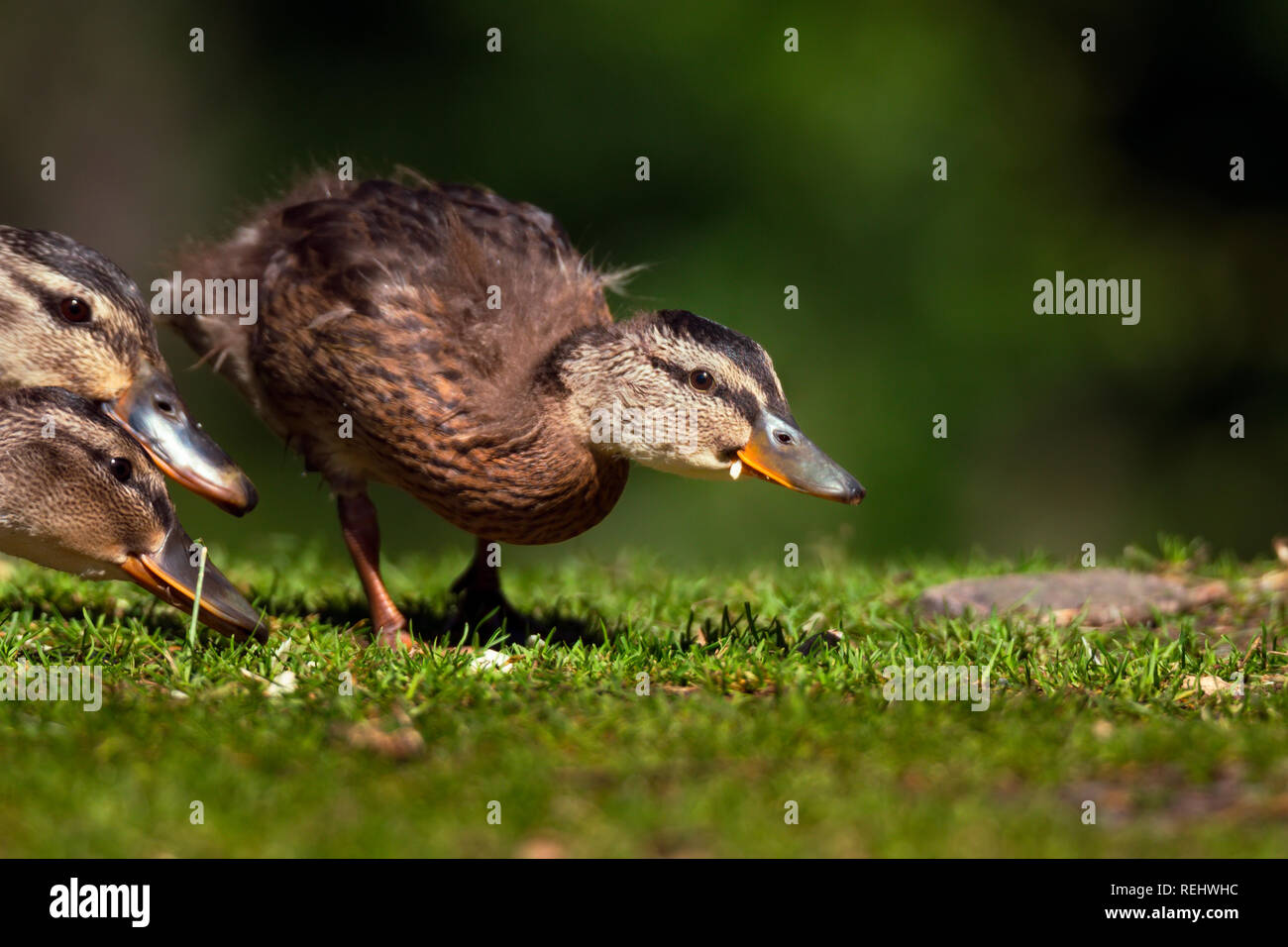 Wild mallard duck walking hi-res stock photography and images - Alamy