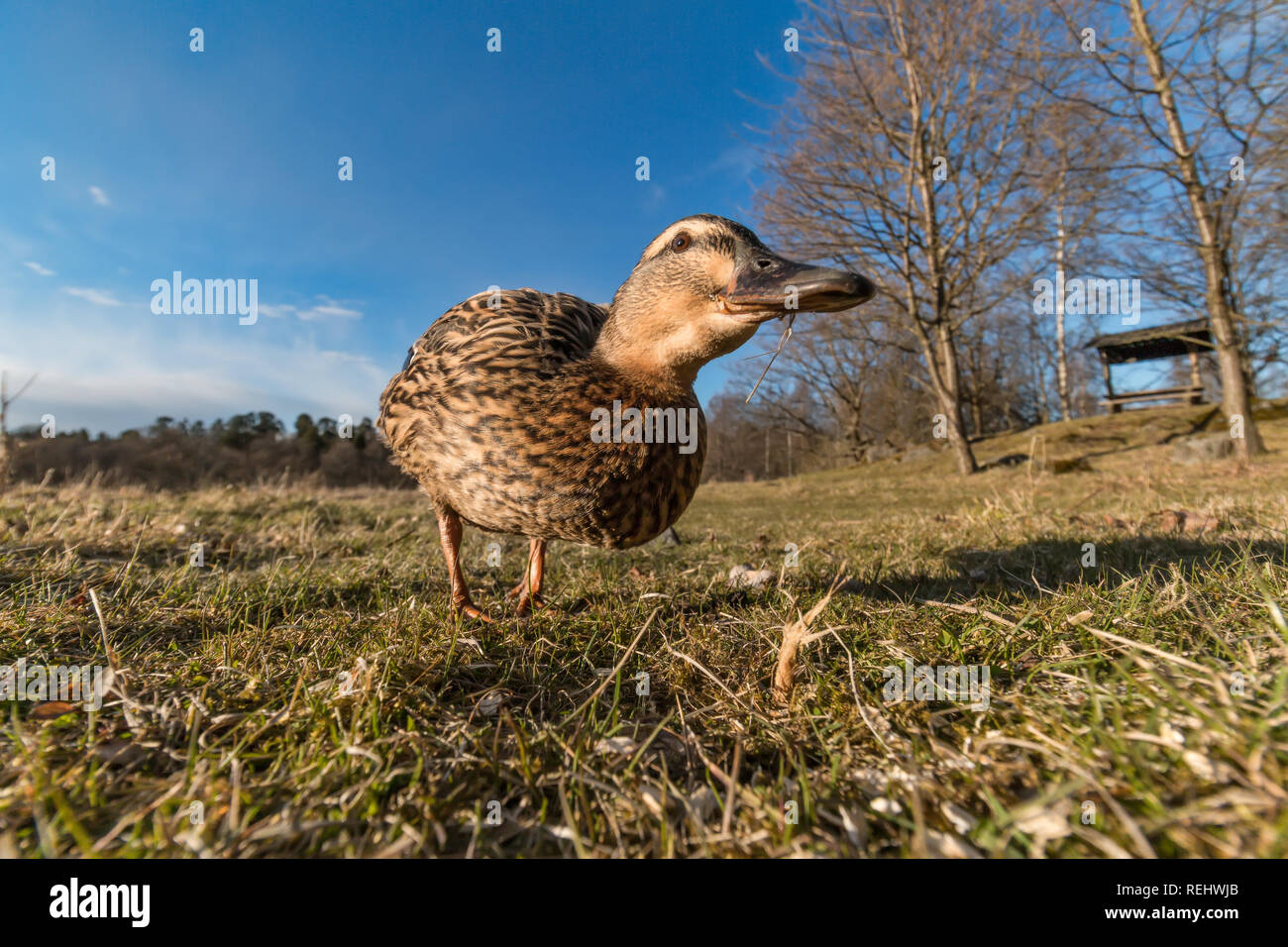 Wild mallard duck walking hi-res stock photography and images - Alamy