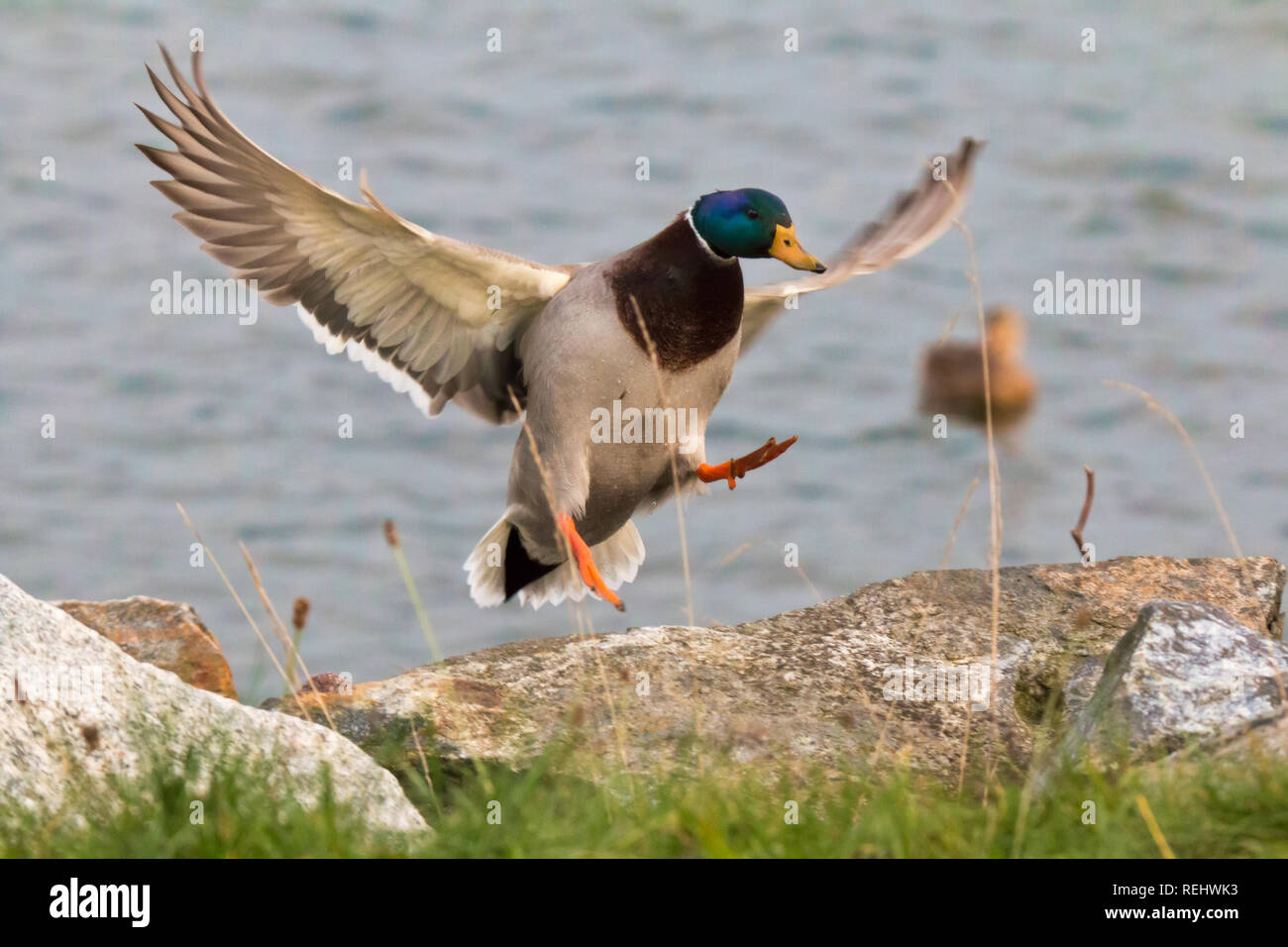 Common mallard duck flying hi-res stock photography and images - Alamy