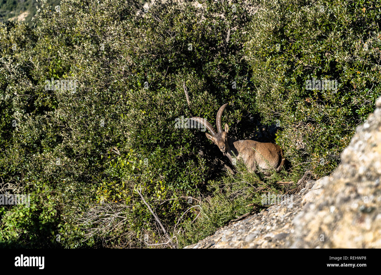 Spanish male mountain goat in the mountains of Montserrat, Barcelona ...