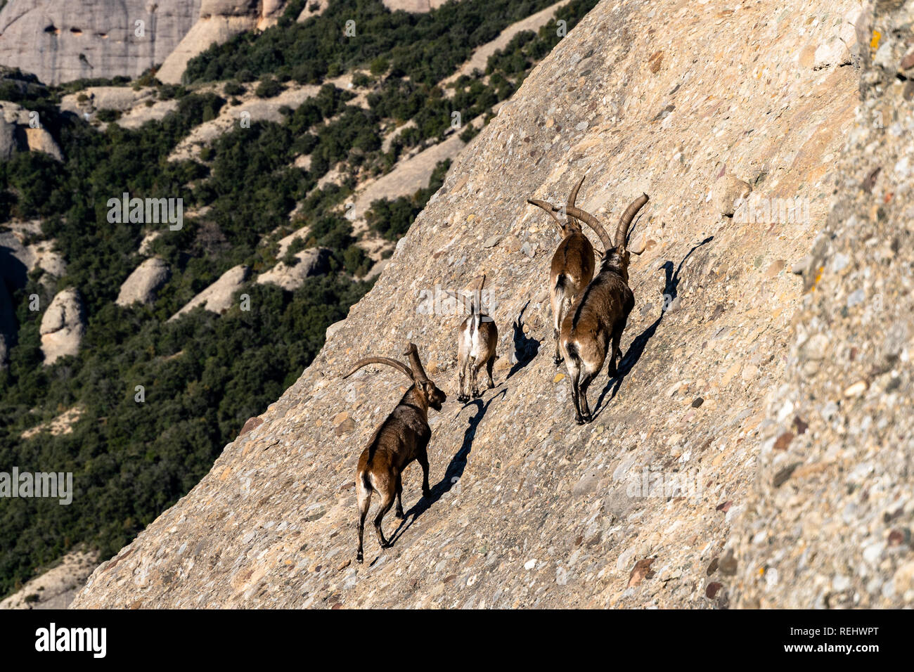 Montain goat hi-res stock photography and images - Alamy