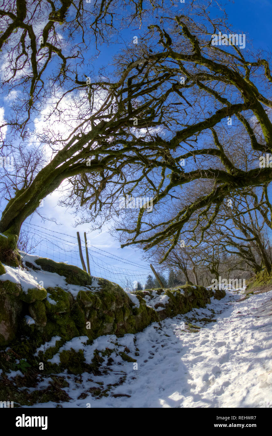Over hanging trees over a snowy path on Sheep's Tor Dartmoor Stock ...