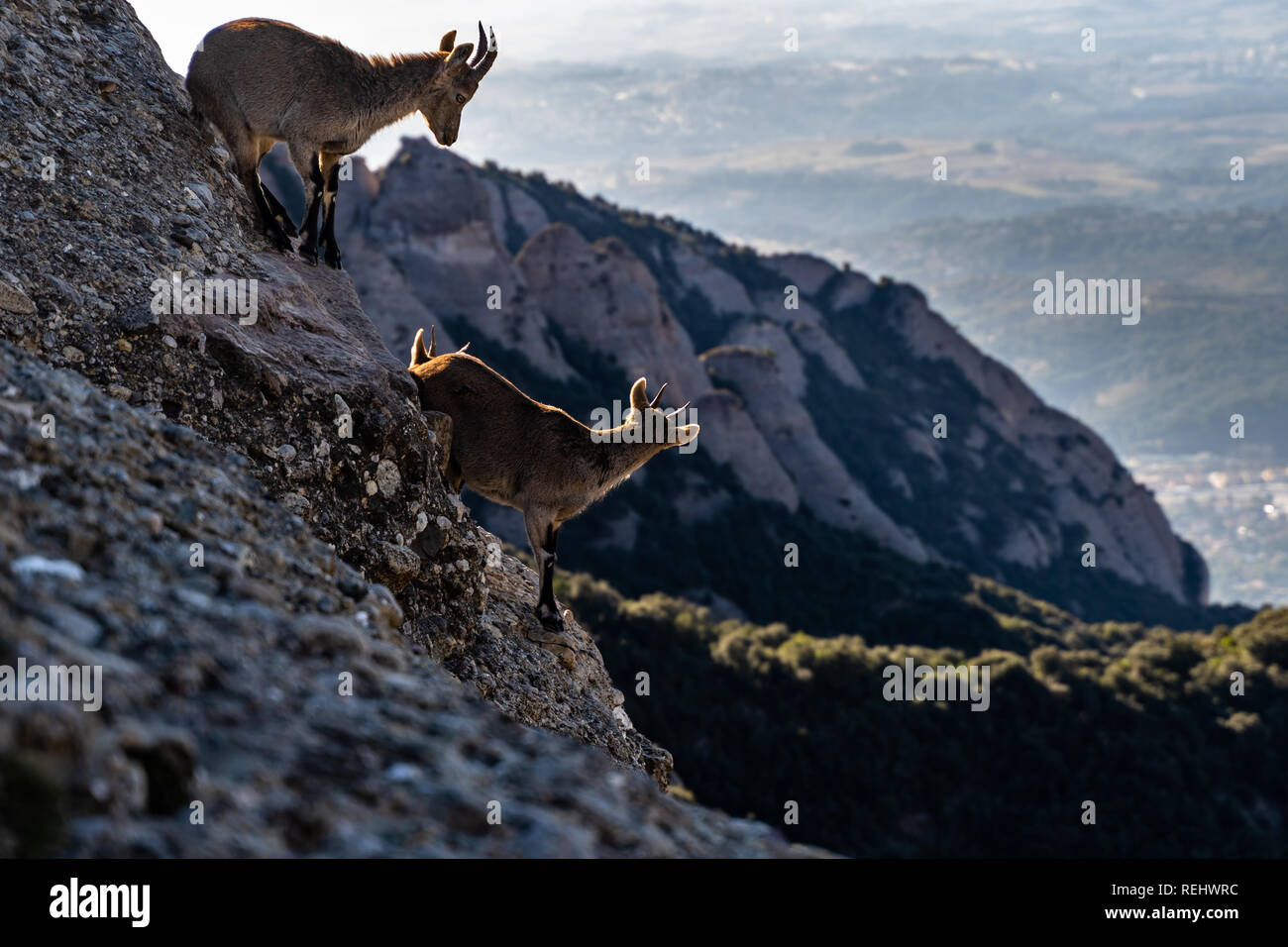Spanish mountain goats in the mountains of Montserrat, Barcelona ...