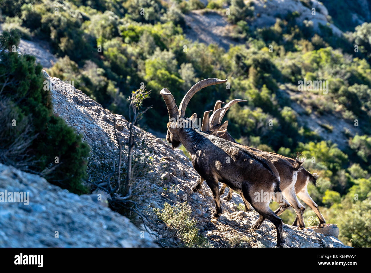Alpine ibex goat climbing hi-res stock photography and images - Alamy