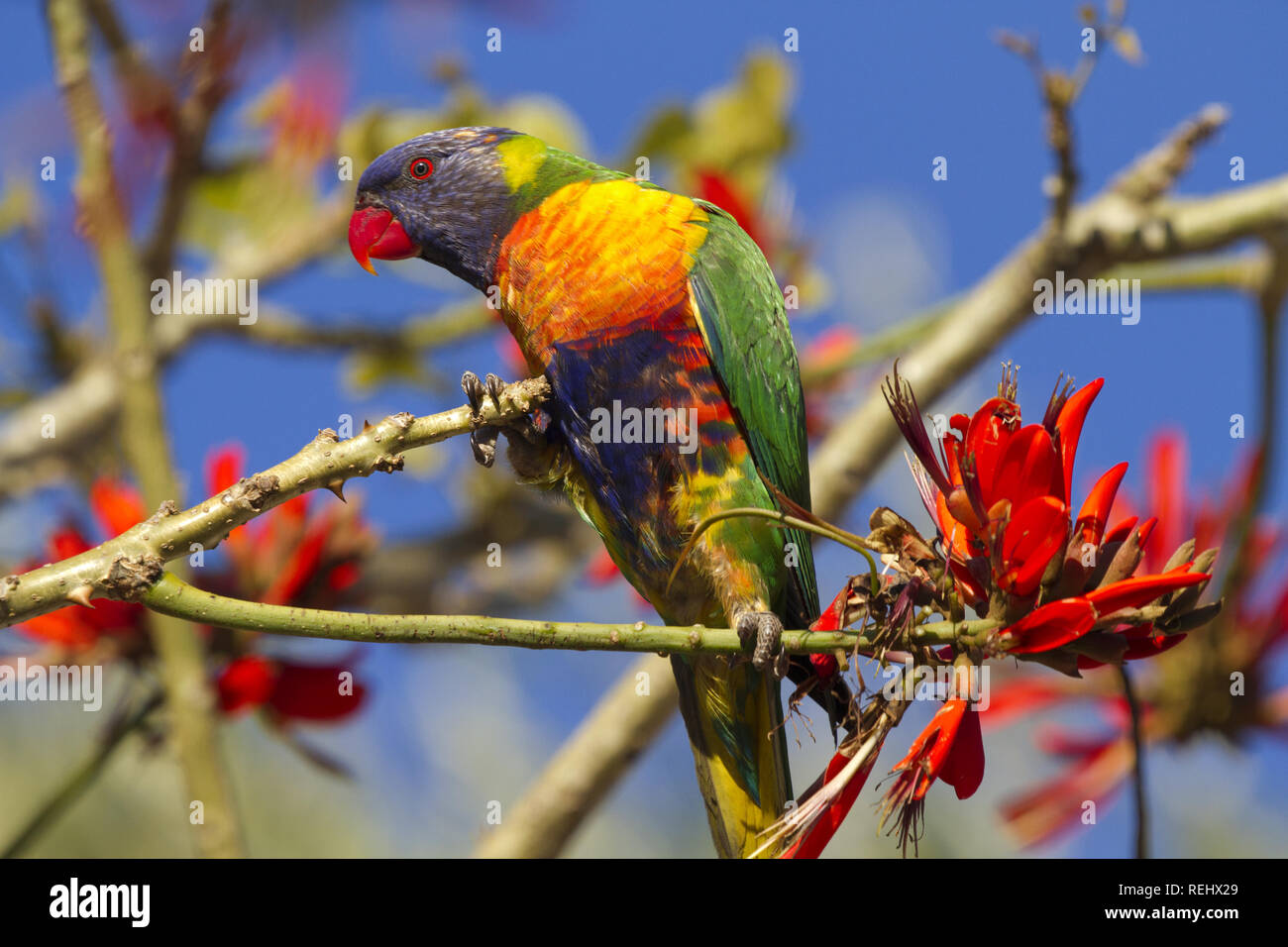 Brilliantly colored rainbow lorikeet parrot in Western Australia Stock ...