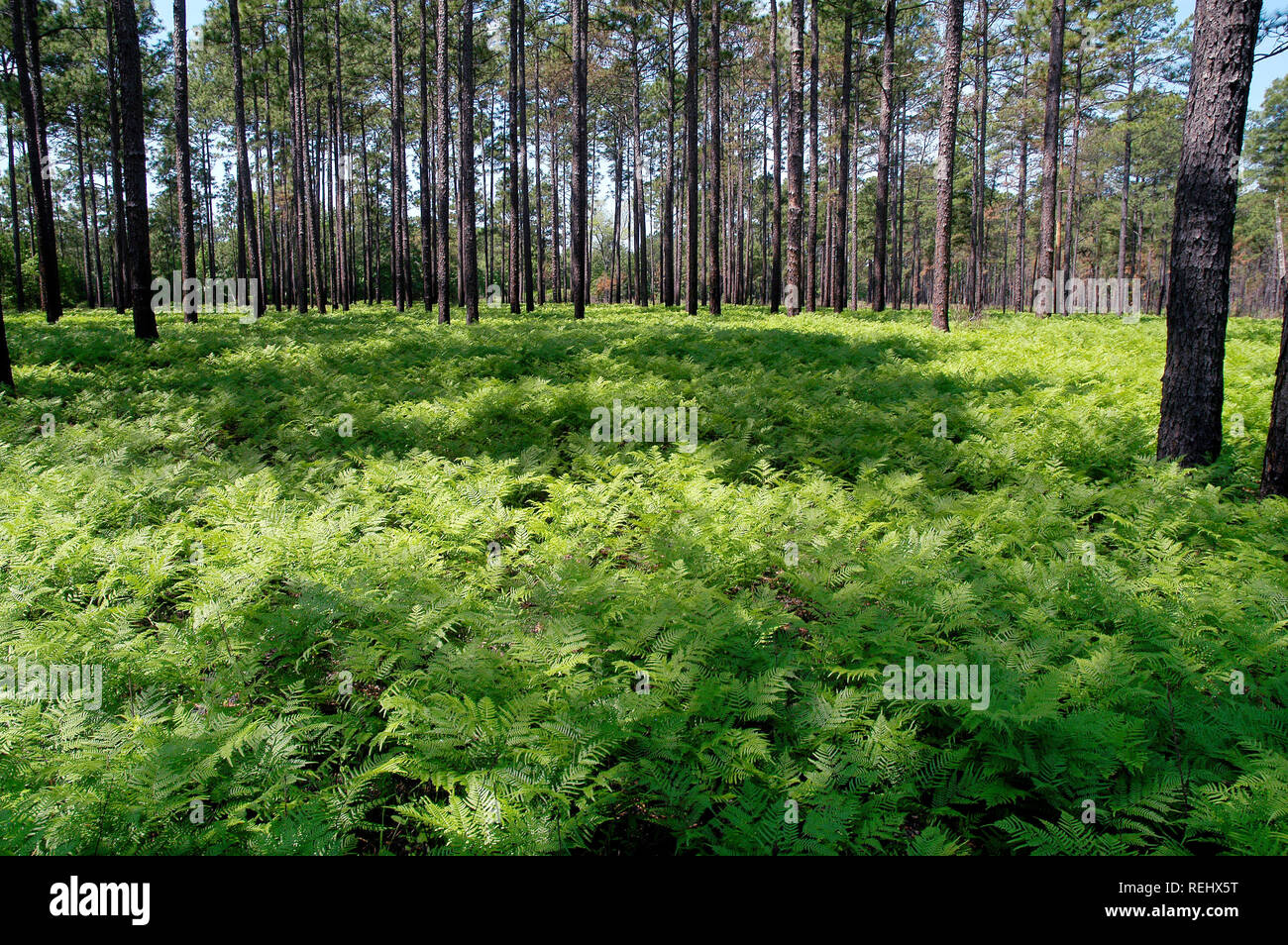 Pine Forest and Ferns Stock Photo - Alamy