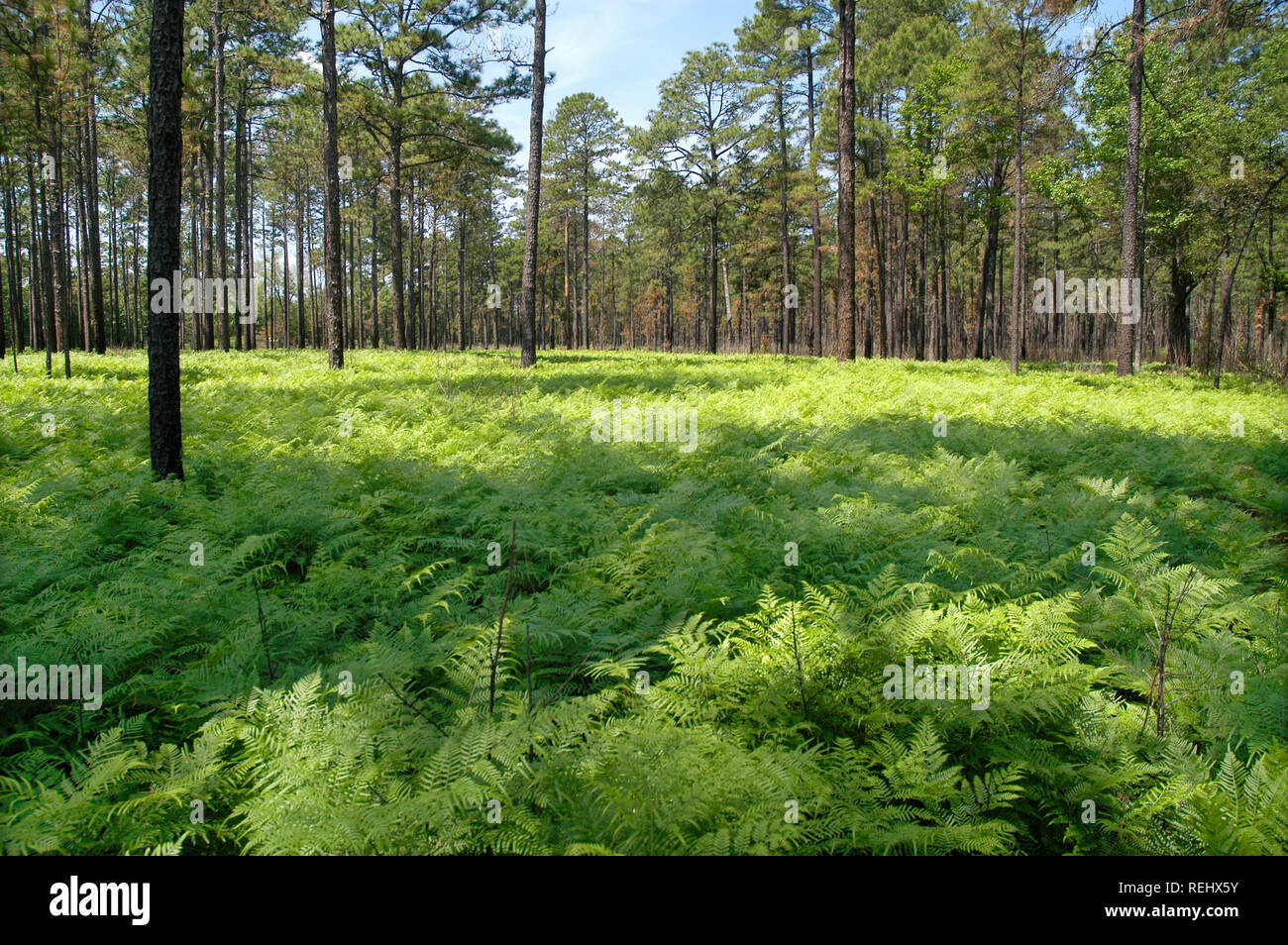 Fern glade reserve hi-res stock photography and images - Alamy