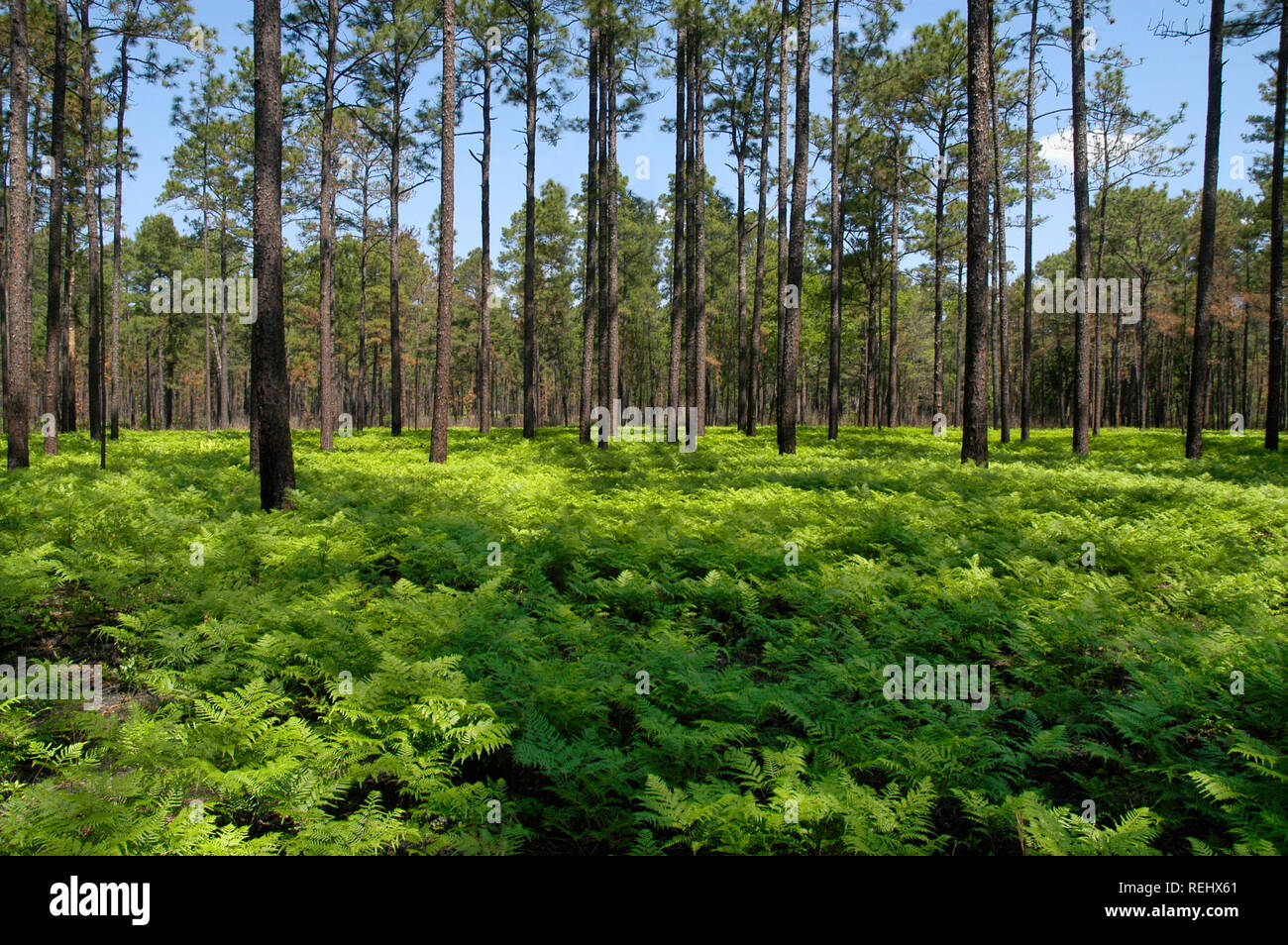 Fern glade reserve hi-res stock photography and images - Alamy