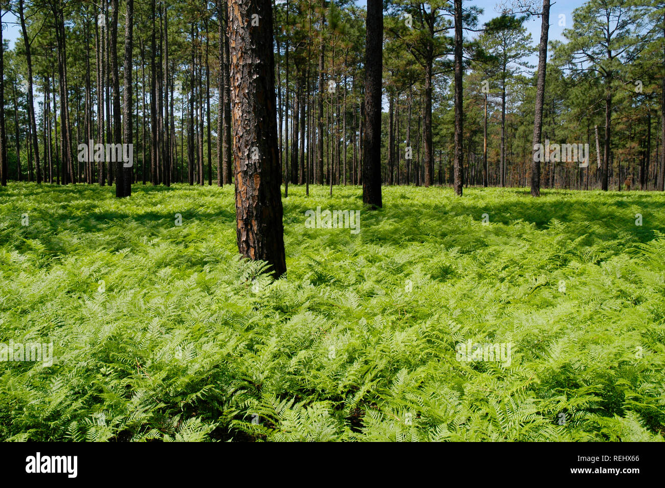 Fern glade reserve hi-res stock photography and images - Alamy
