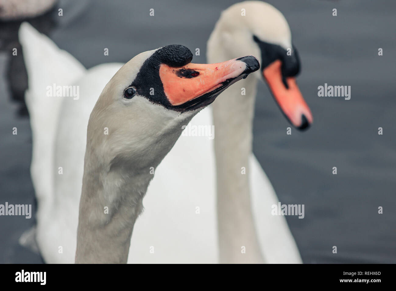 Mute swan head shot beautiful animal that is an iconic beauty animal ...