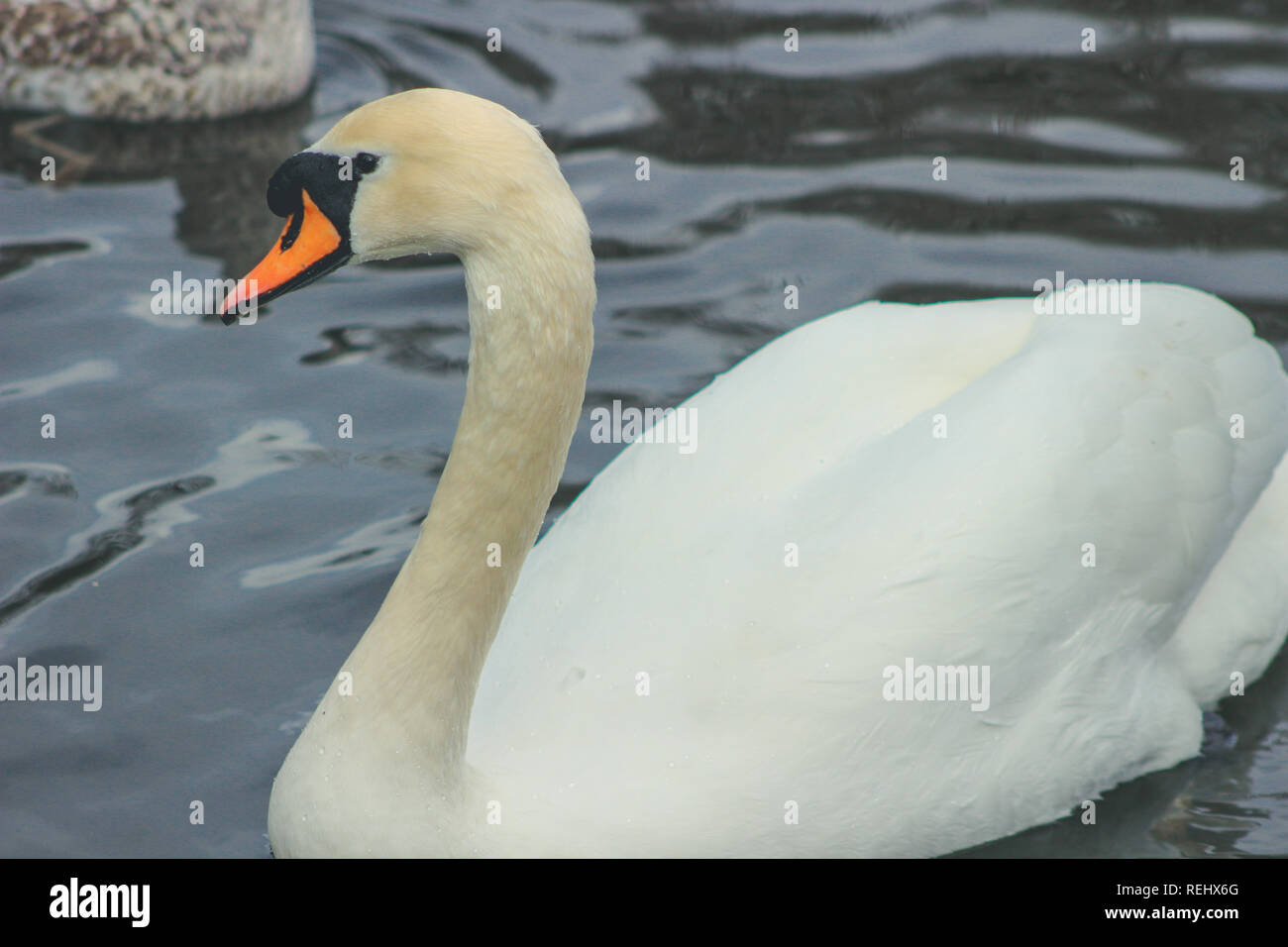 Mute swan head shot beautiful animal that is an iconic beauty animal ...