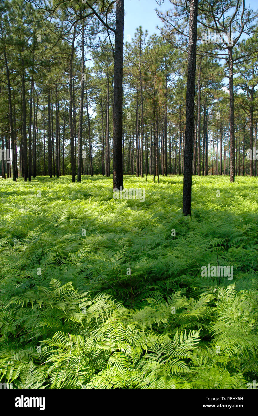 Fern glade reserve hi-res stock photography and images - Alamy