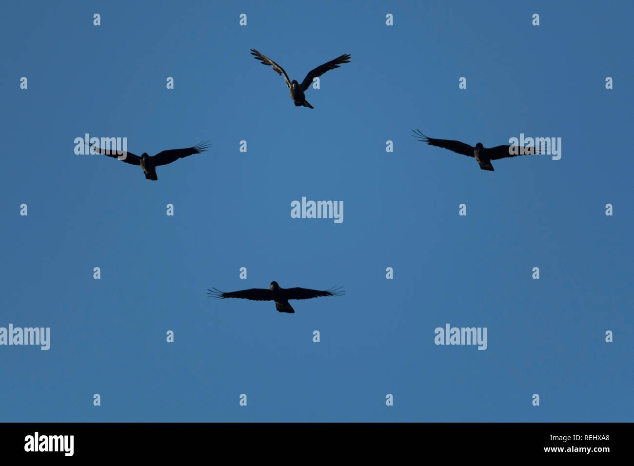 flock of yellow tailed black cockatoo calyptorhynchus funereus in ...