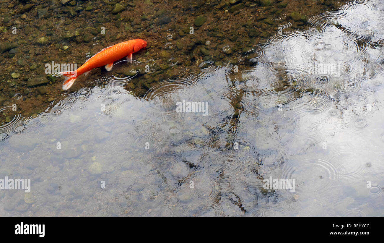 A single bright orange red koi fish in a river with tiny rain ripples ...