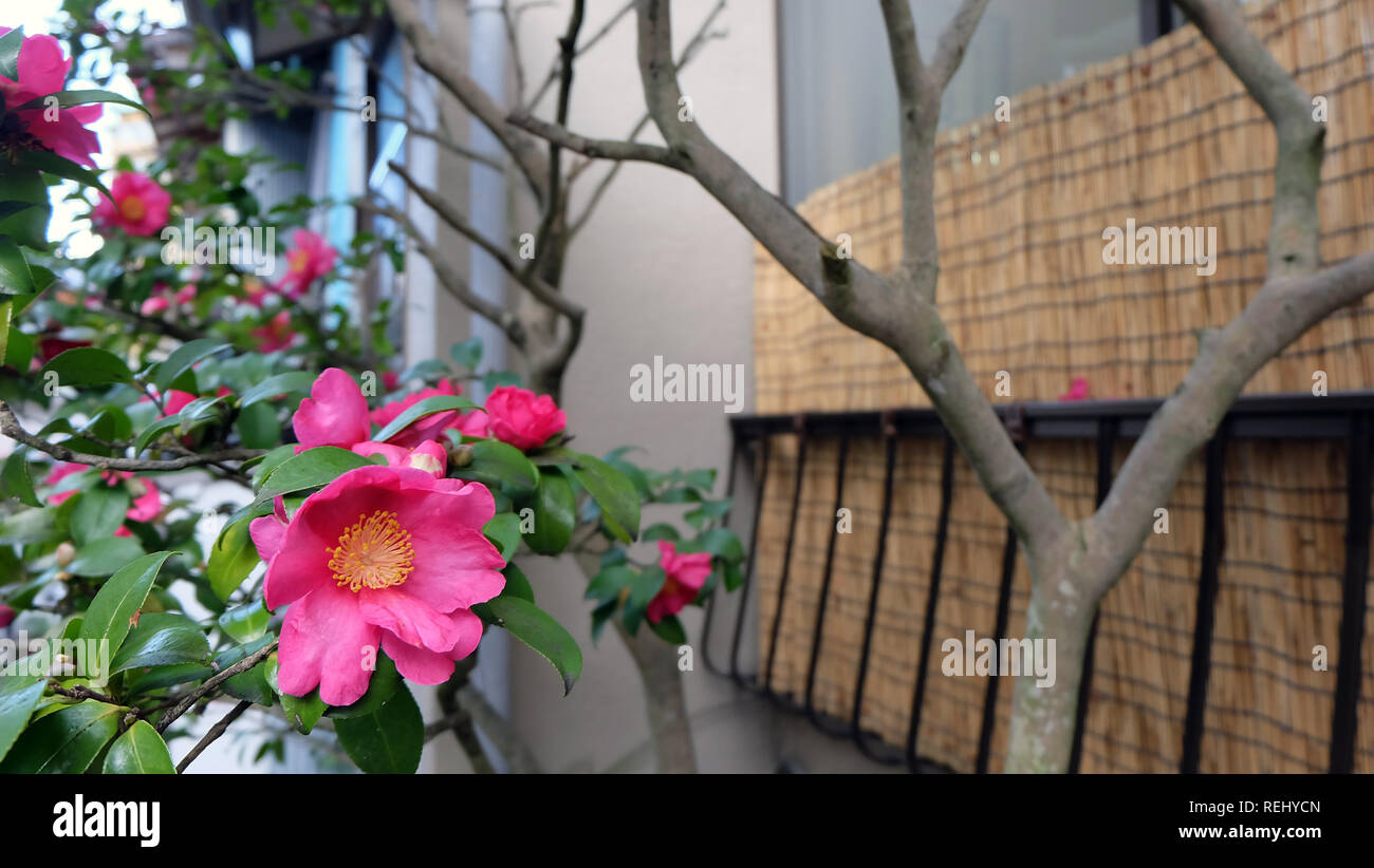 Tsubaki bloom hi-res stock photography and images - Alamy