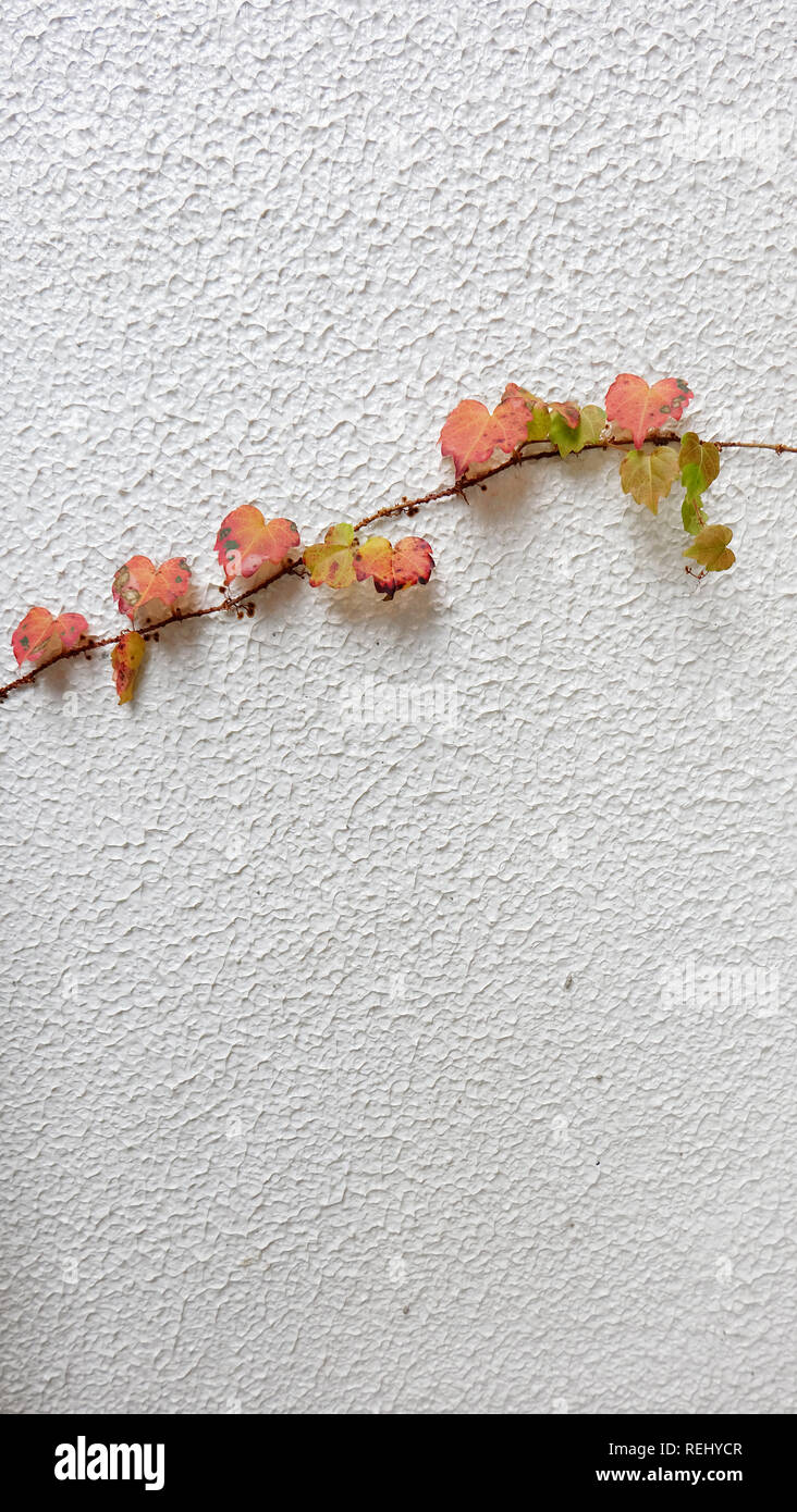 A single vine with red and green leaves growing across a white wall ...