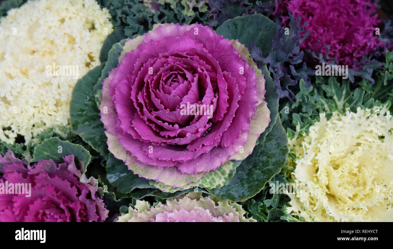 Ornamental cabbage winter hi-res stock photography and images - Alamy