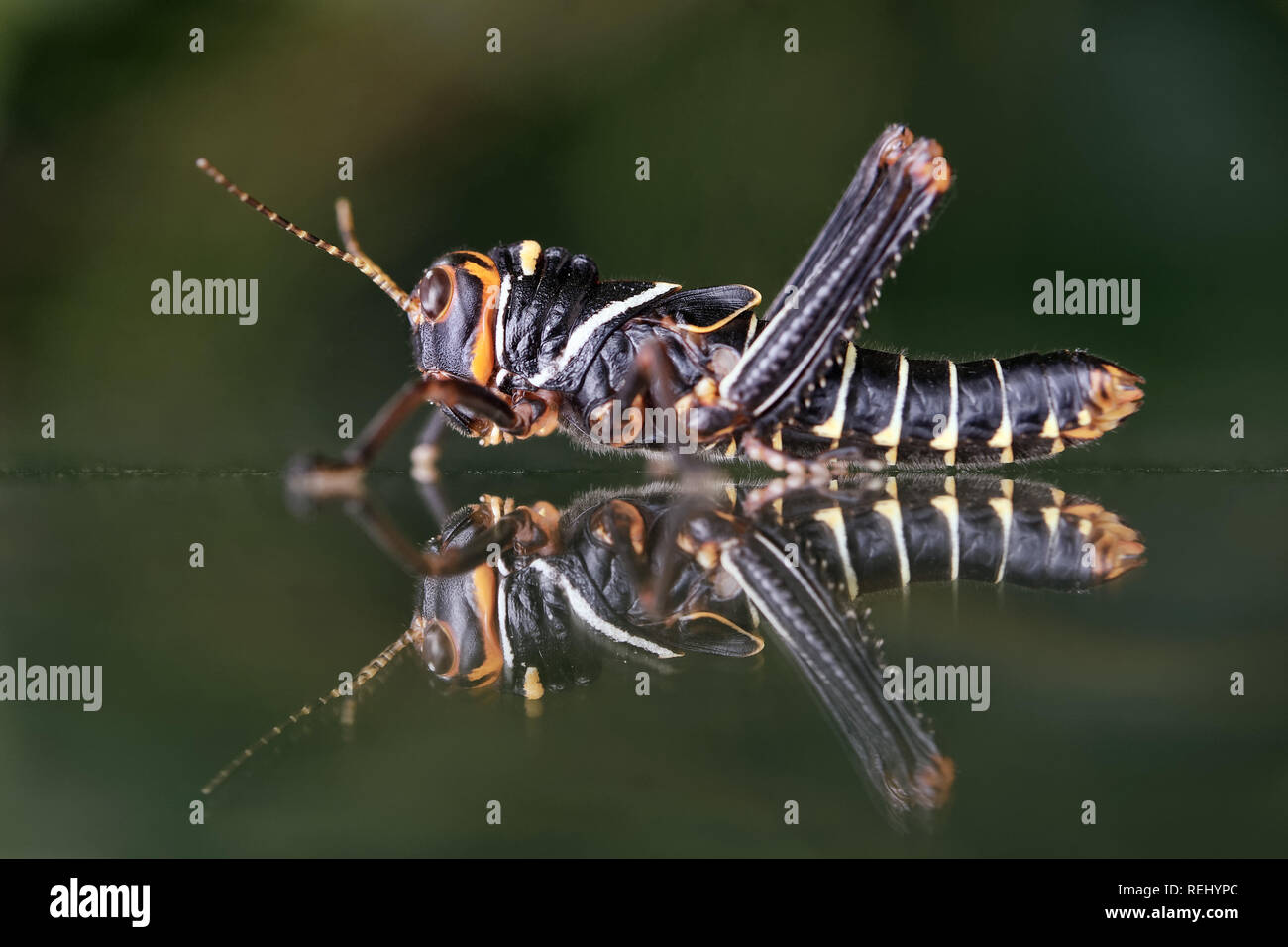 Blue-winged grasshopper (young) - Tropidacris collaris Stock Photo - Alamy