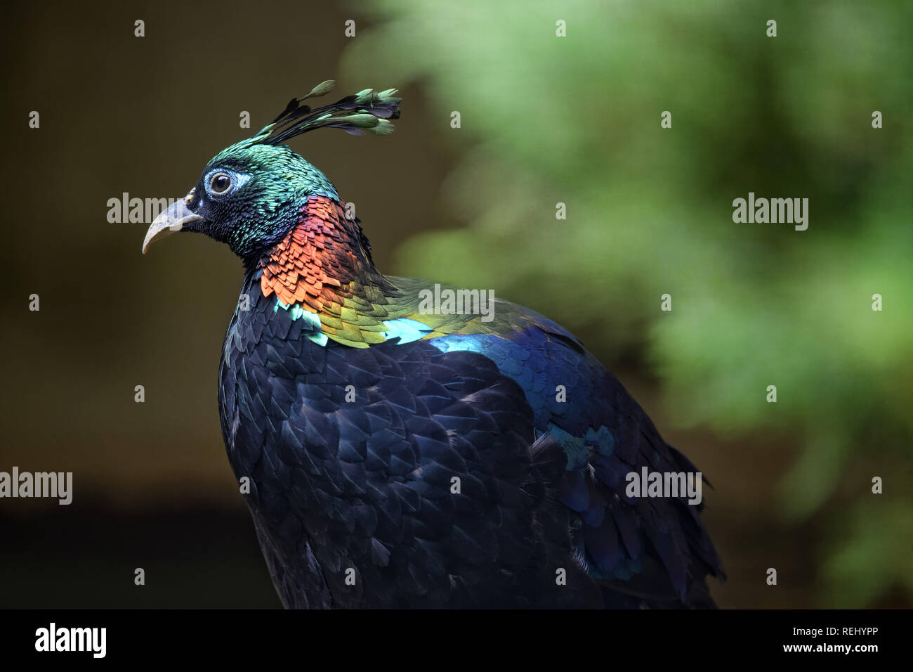 Monal hi-res stock photography and images - Alamy