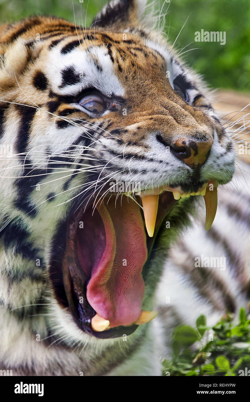 Picture tiger panthera tigris hi-res stock photography and images - Alamy