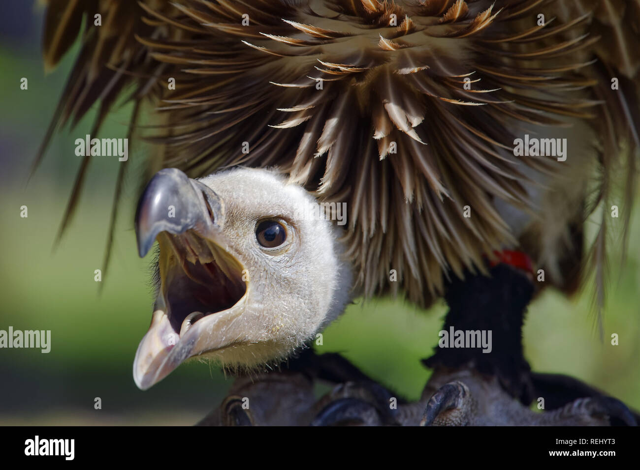 Rüppell's vulture - Gyps rueppelli Stock Photo - Alamy