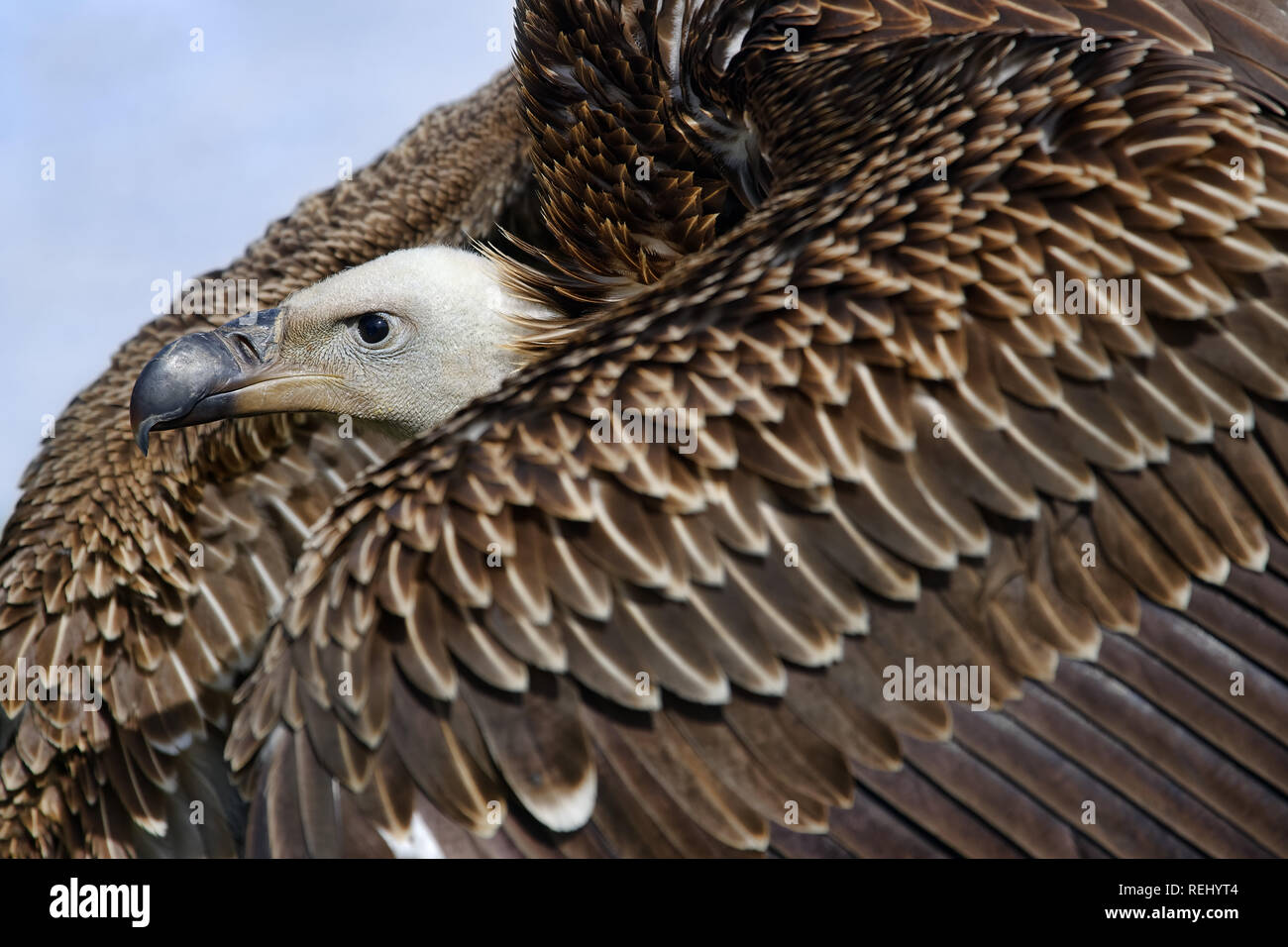 Rüppell's vulture - Gyps rueppelli Stock Photo - Alamy