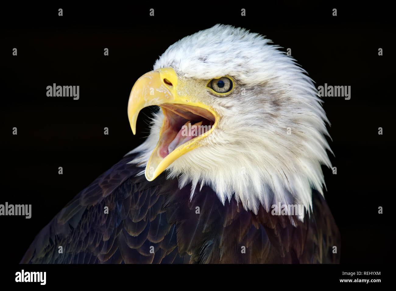 Bird of prey bald eagle hi-res stock photography and images - Alamy