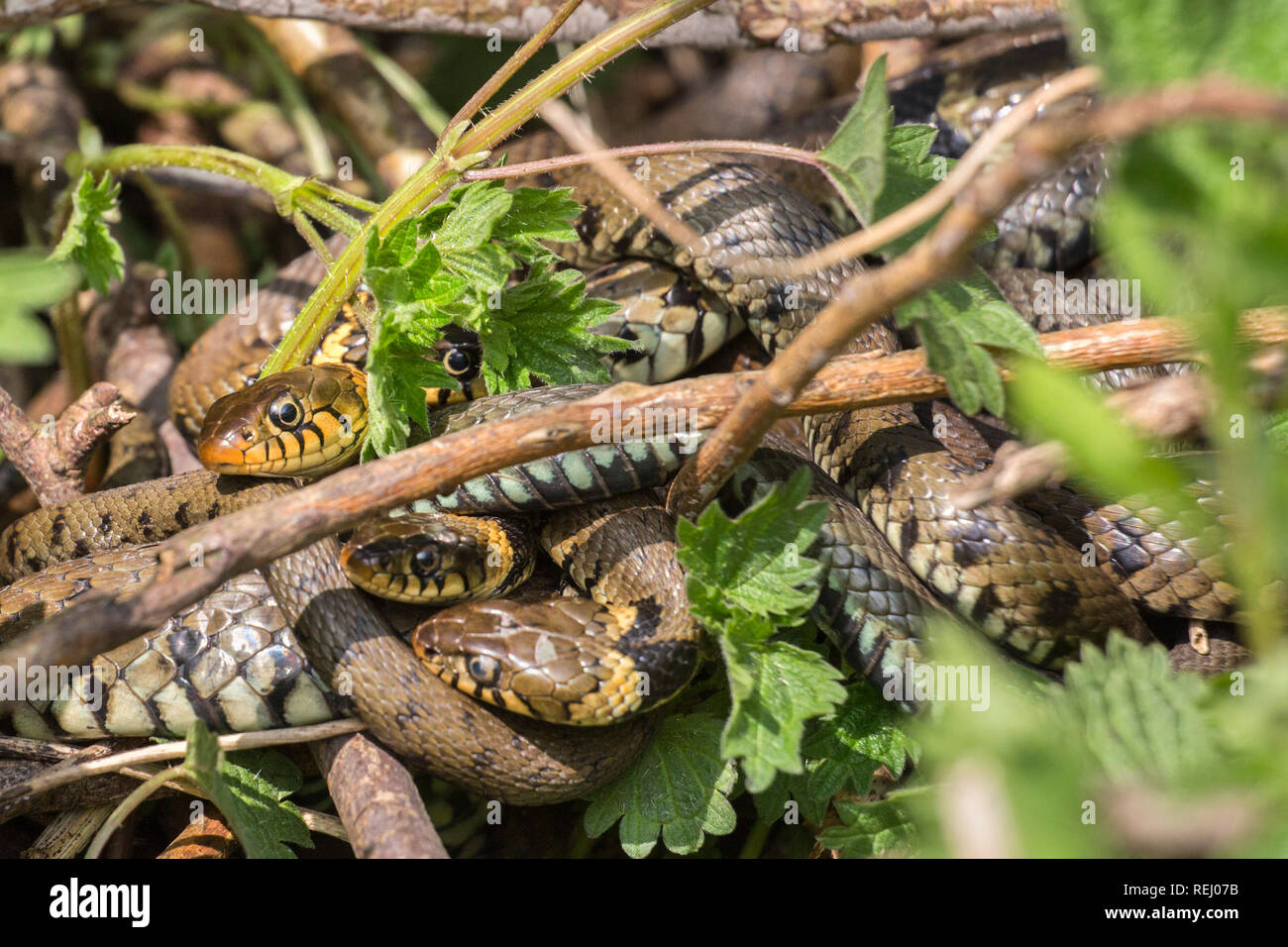 Snakes mating hi-res stock photography and images - Alamy