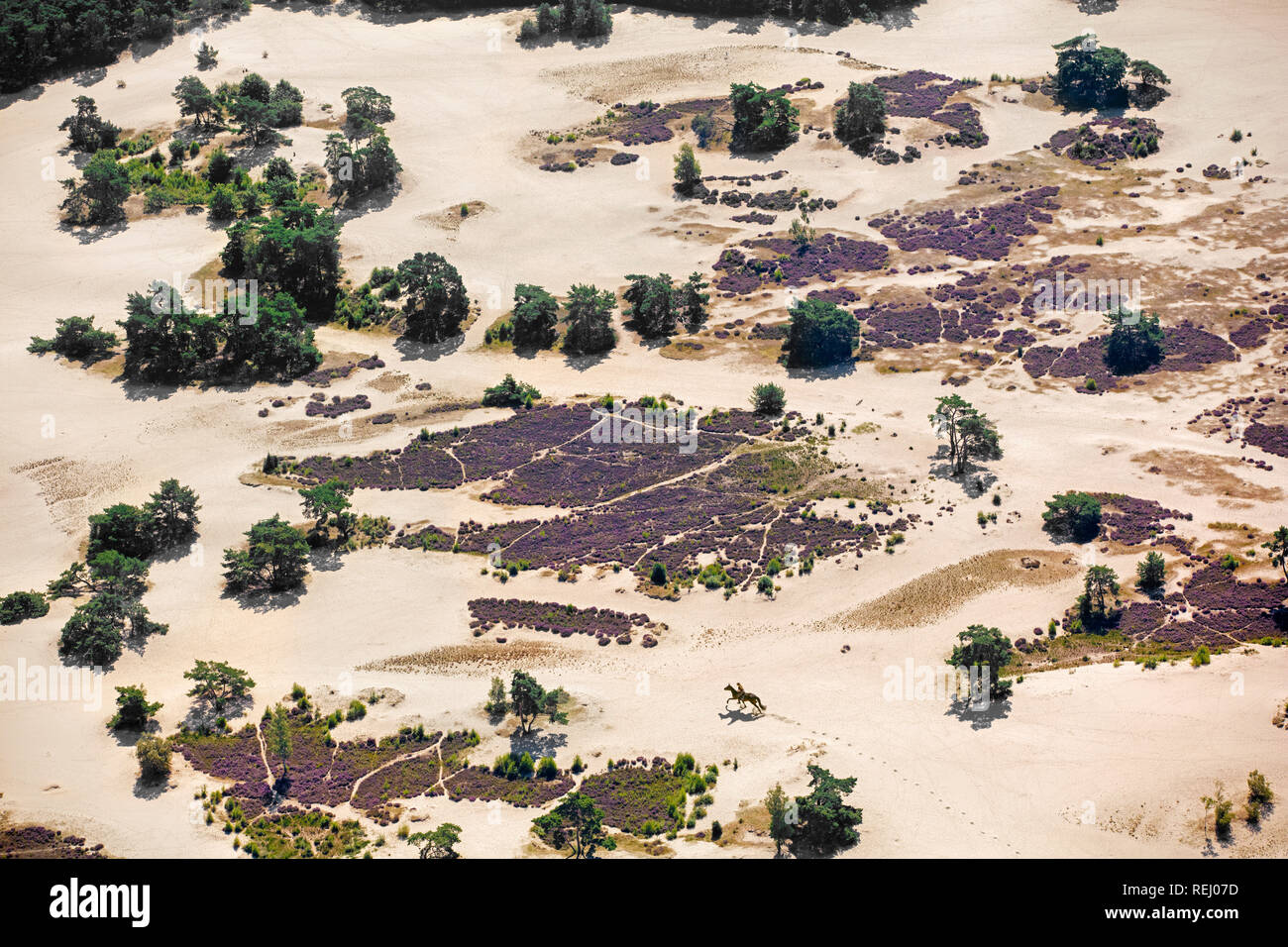The Netherlands, Soest, Heath land and sand plains called Soesterduinen ...