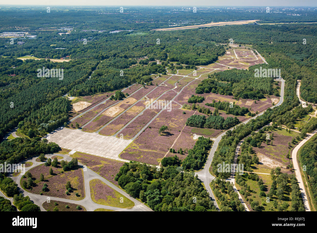 The Netherlands, Soesterberg, Former military base. Flowering heather ...