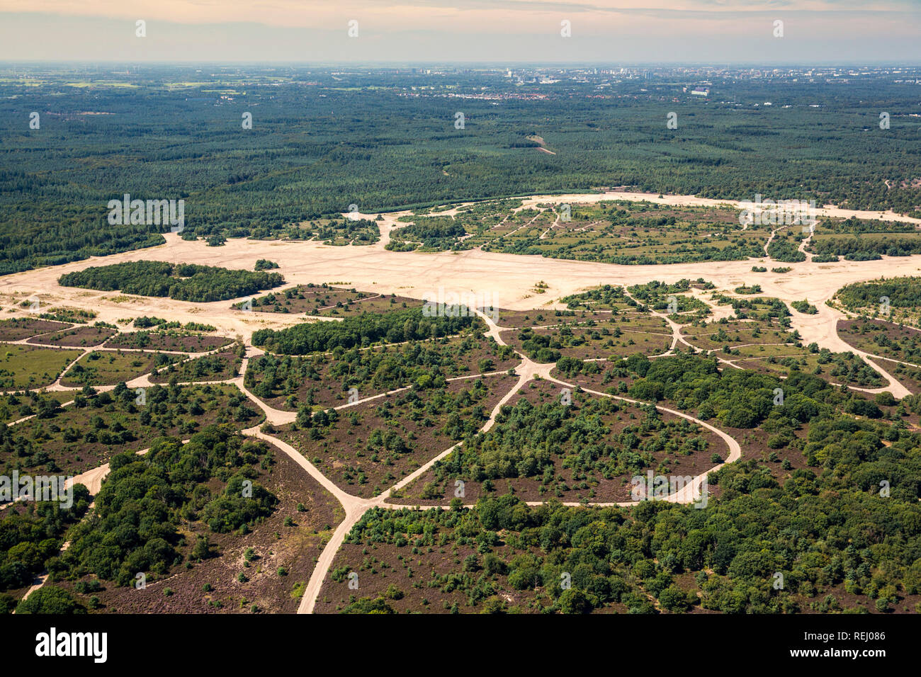 The Netherlands, Soesterberg, Former military base. Flowering heather ...