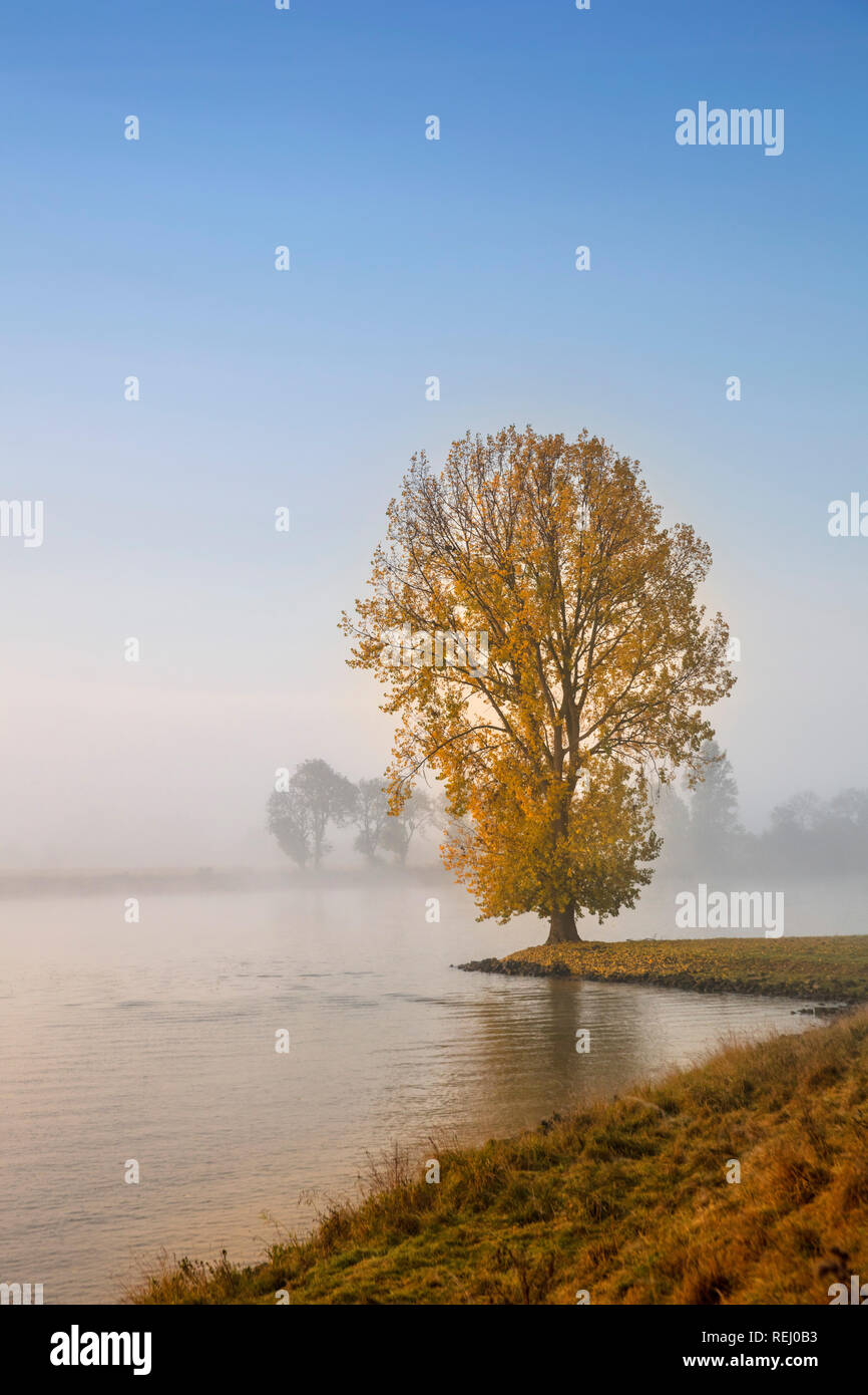 The Netherlands, Lopik, Lek River, floodplain, tree with autumn colours ...