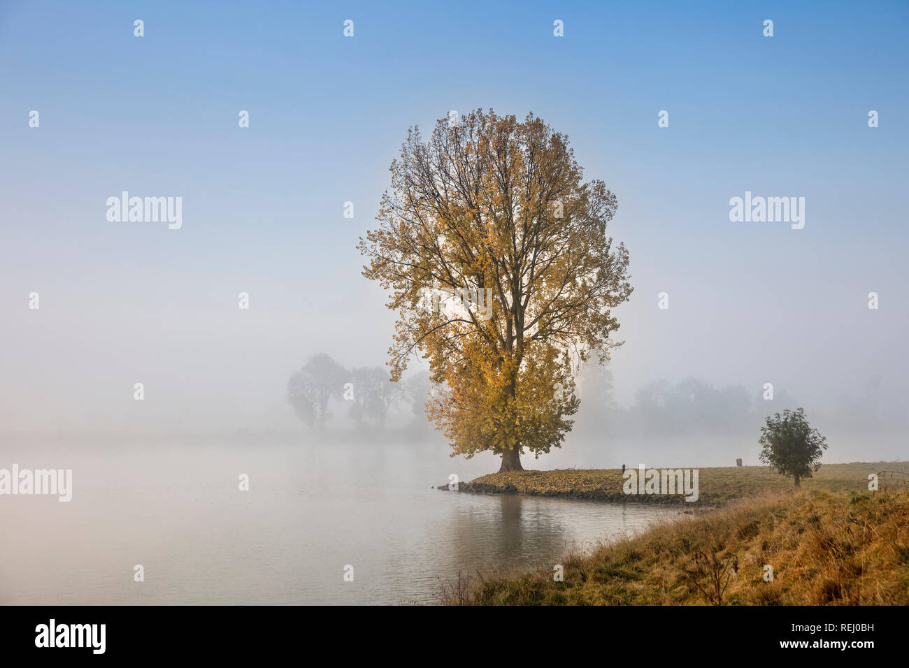 The Netherlands, Lopik, Lek River, floodplain, tree with autumn colours ...