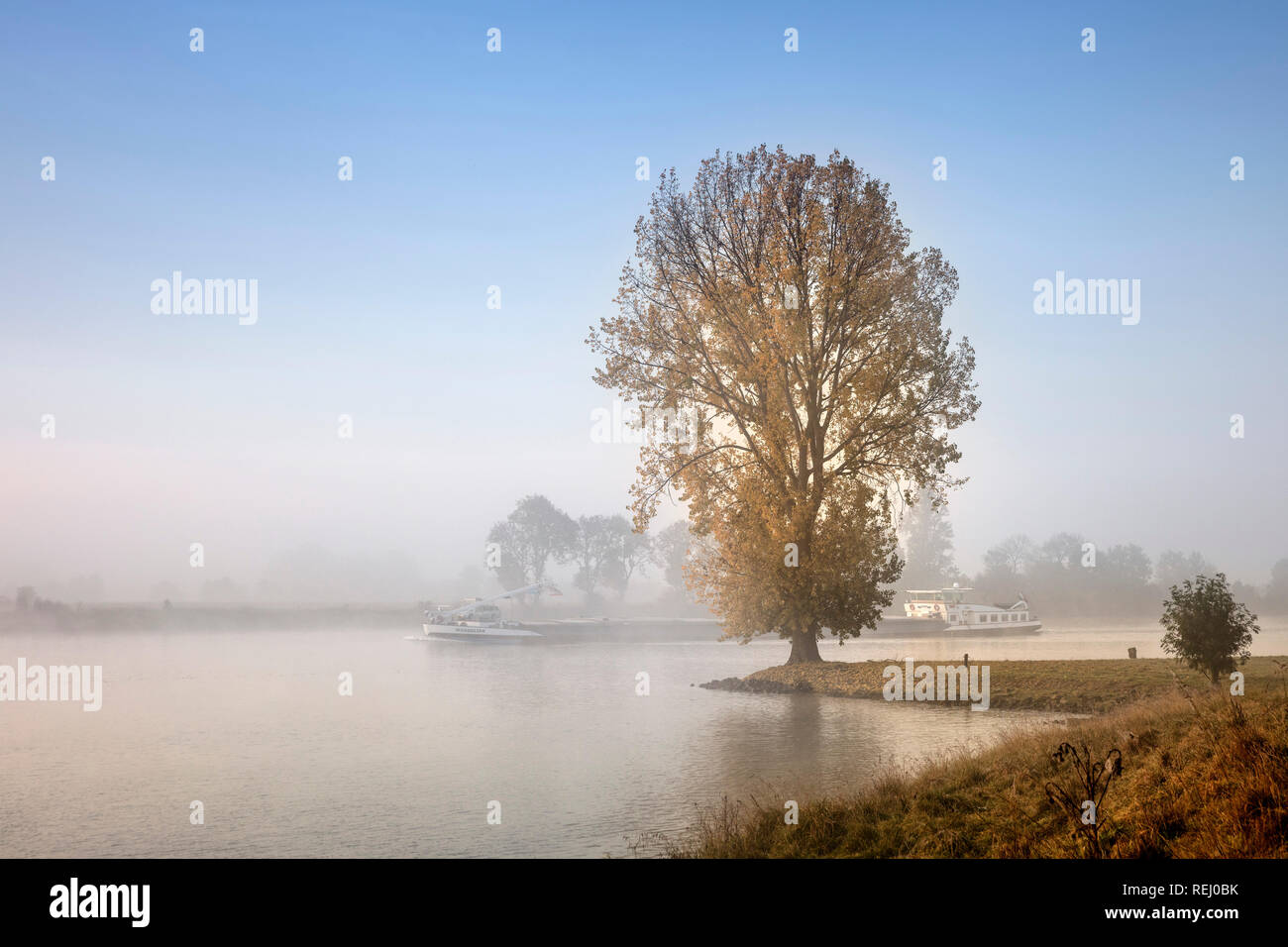 The Netherlands, Lopik, Lek River, floodplain, tree with autumn colours ...