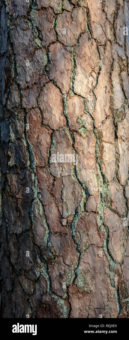 Rough scaly tree bark hi-res stock photography and images - Alamy