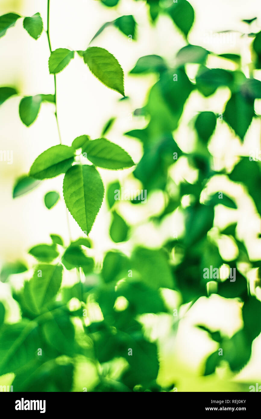 green leaves - nature backgrounds and springtime styled concept Stock ...