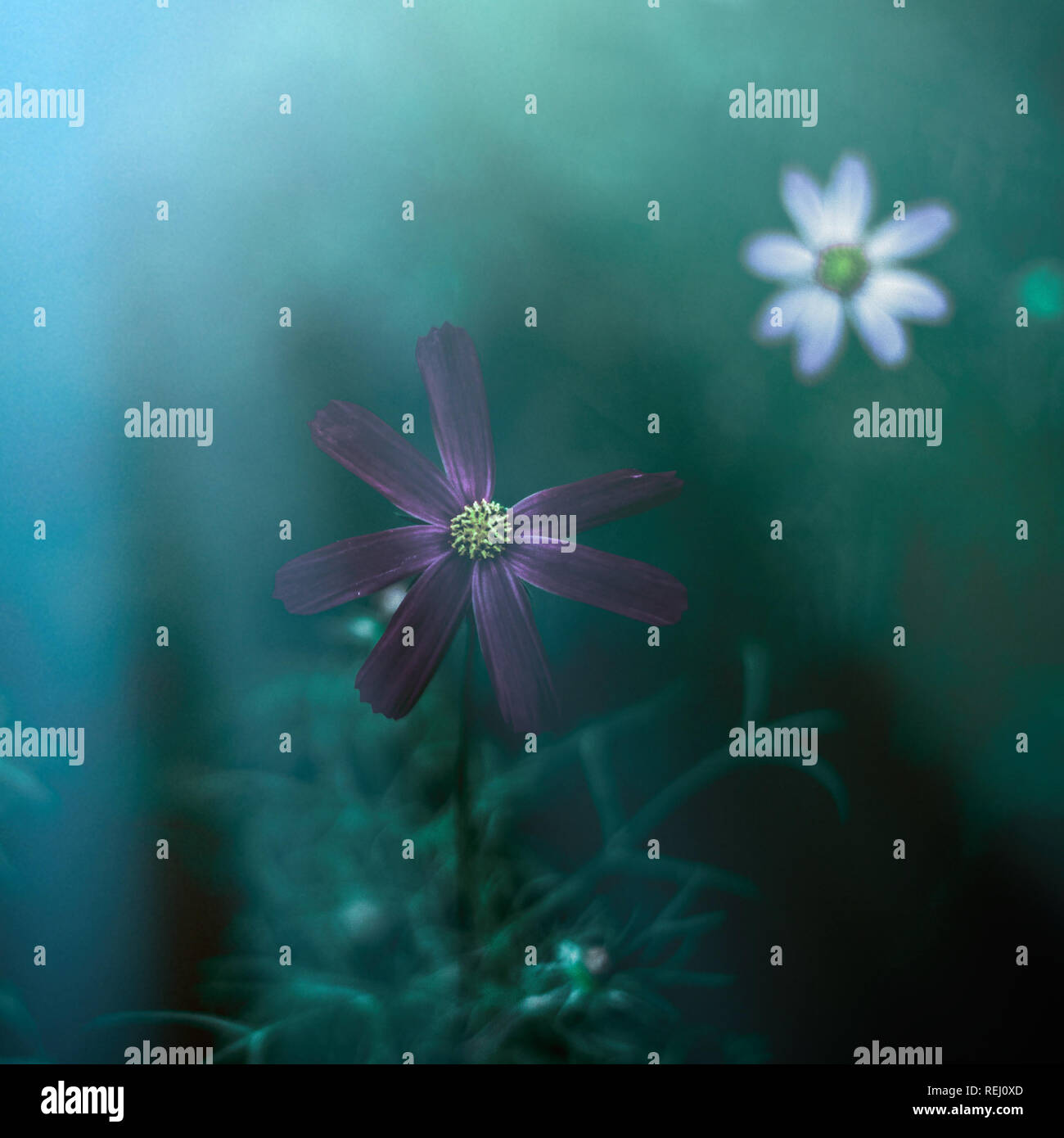 flower garden in the moonlight - nature and garden styled concept Stock ...