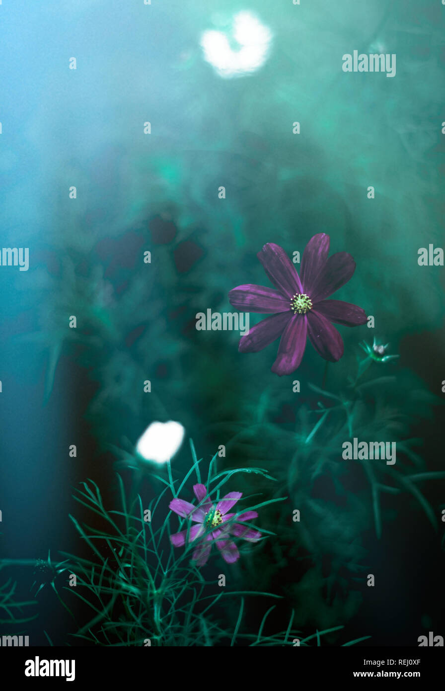 Flower growing in moonlight hi-res stock photography and images - Alamy