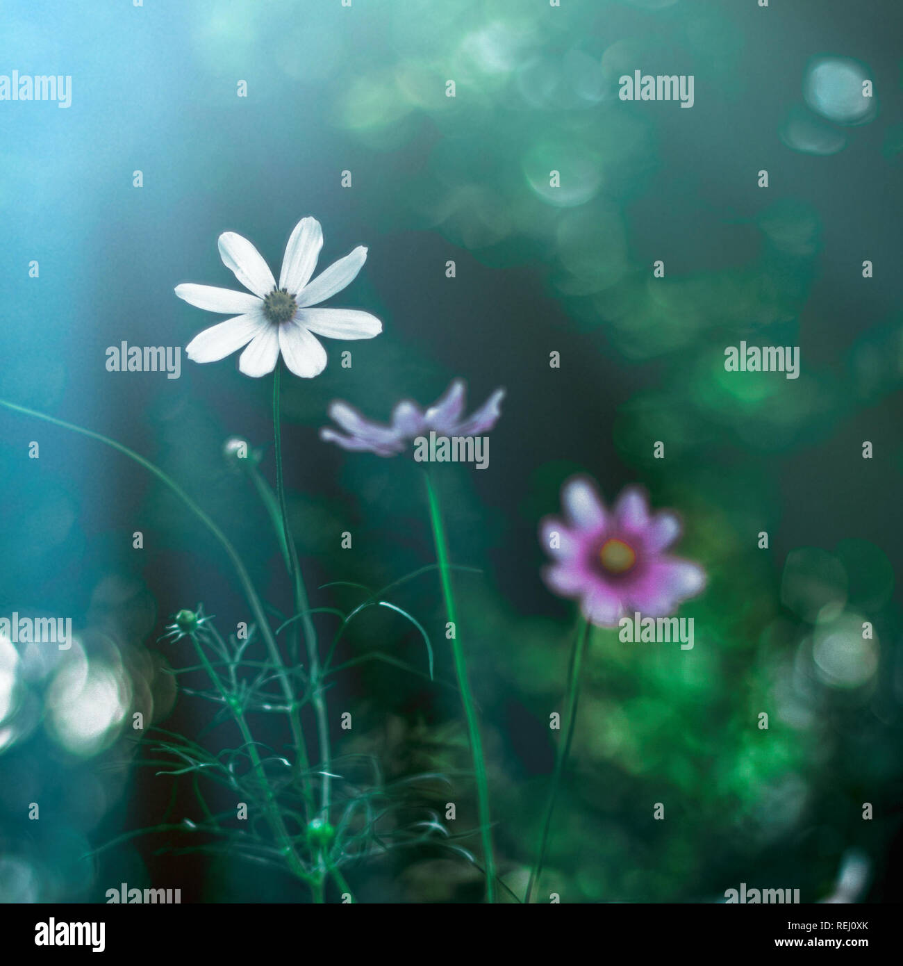 Flower growing in moonlight hi-res stock photography and images - Alamy
