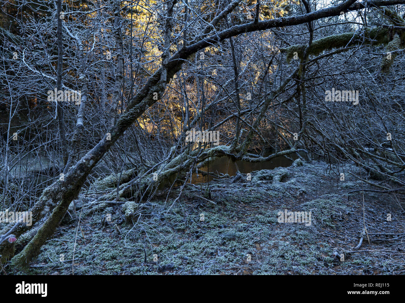 Bent alder trees with winter frost by the Salmon River in Southeast ...