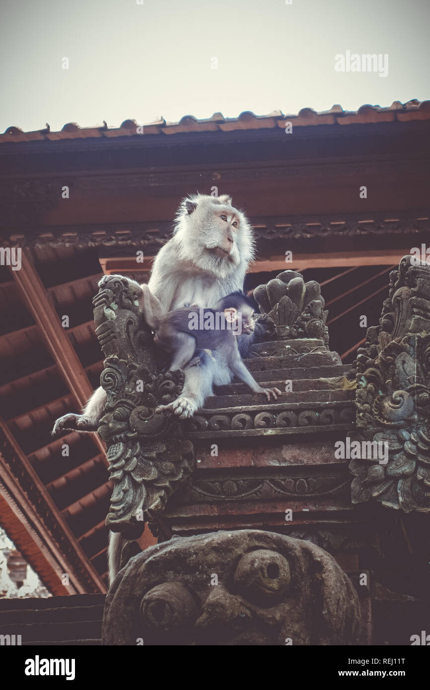 Monkeys on a temple roof in the sacred Monkey Forest, Ubud, Bali ...