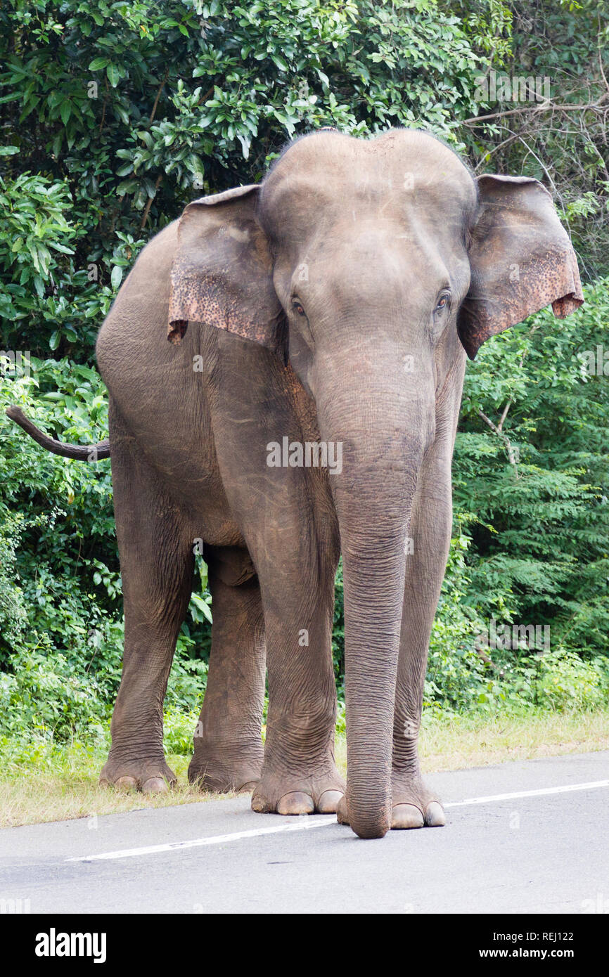 Asian elephant in road hi-res stock photography and images - Alamy