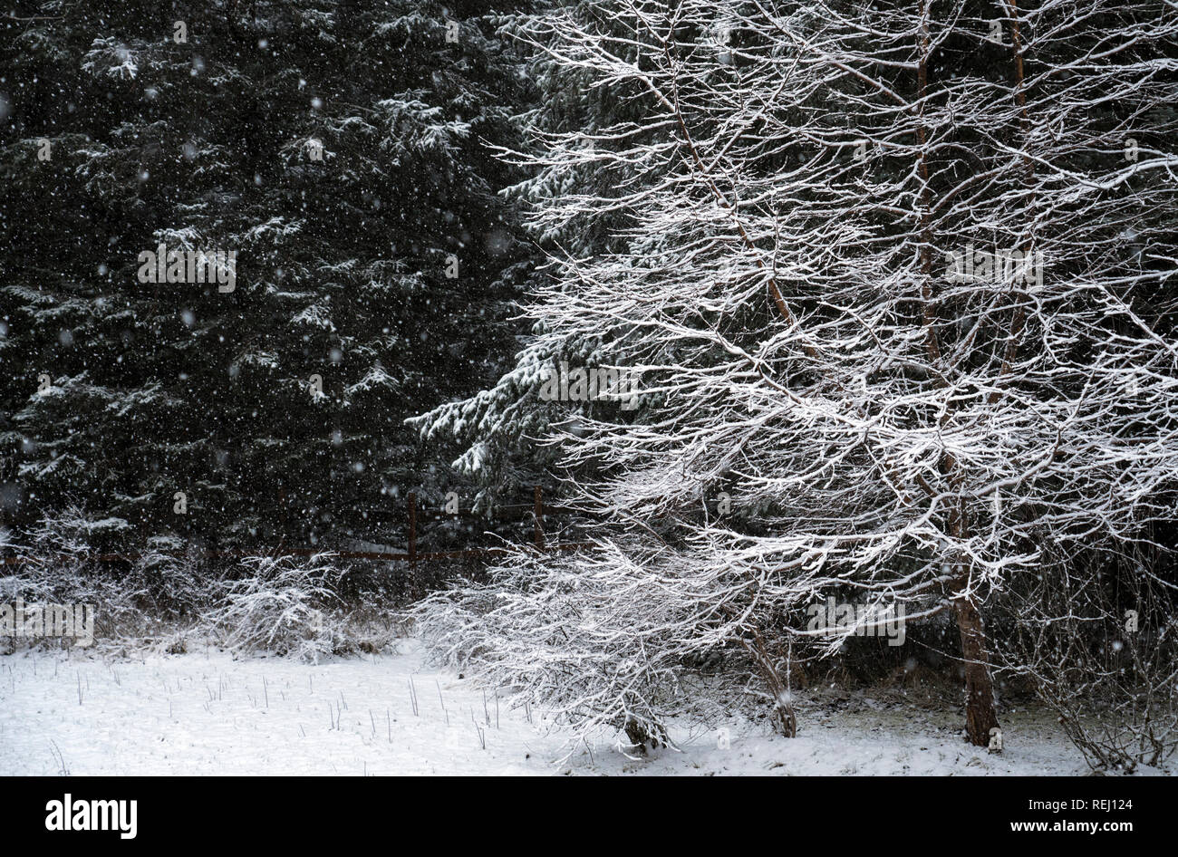 Snow falling at the edge of a forest in early winter Stock Photo - Alamy
