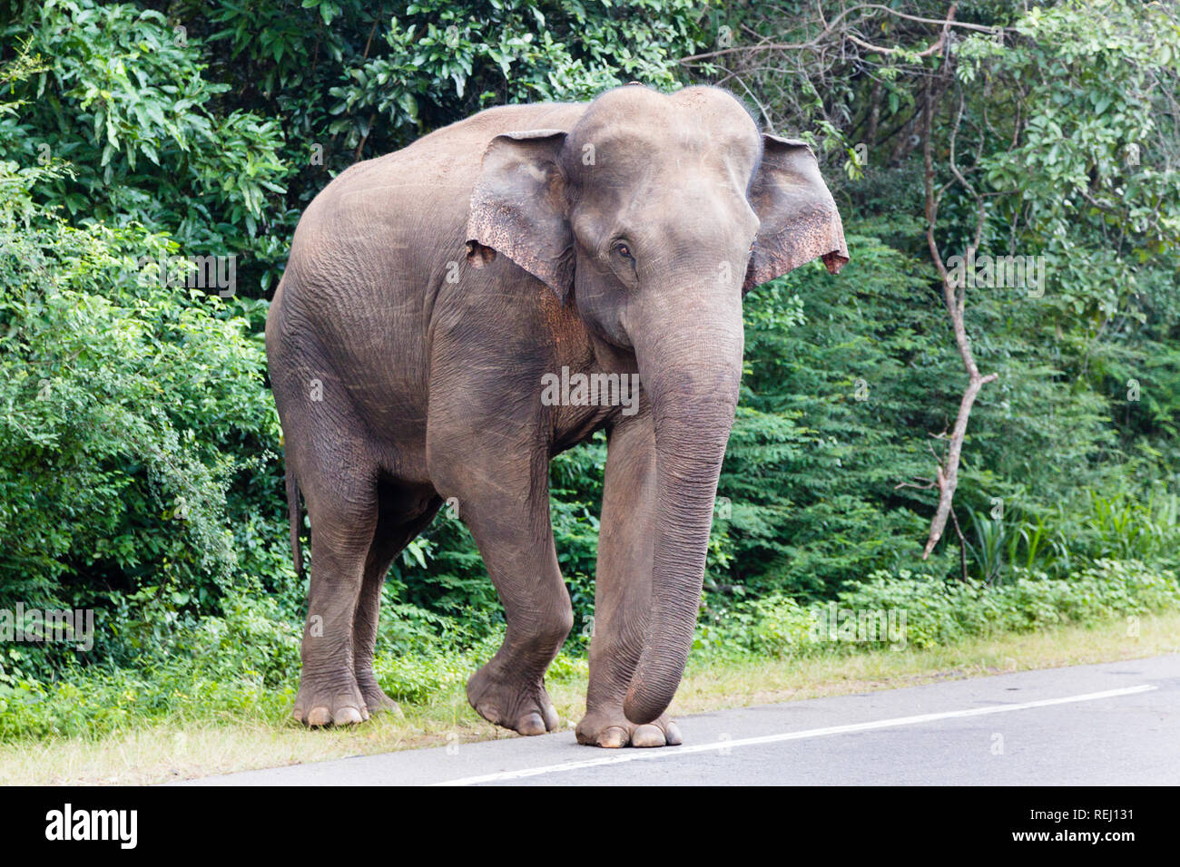 Asian elephant in road hi-res stock photography and images - Alamy