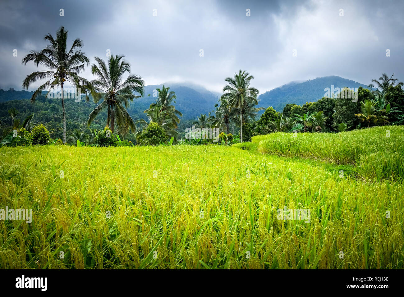 Paddy field rice terraces in Munduk, Bali, Indonesia Stock Photo - Alamy