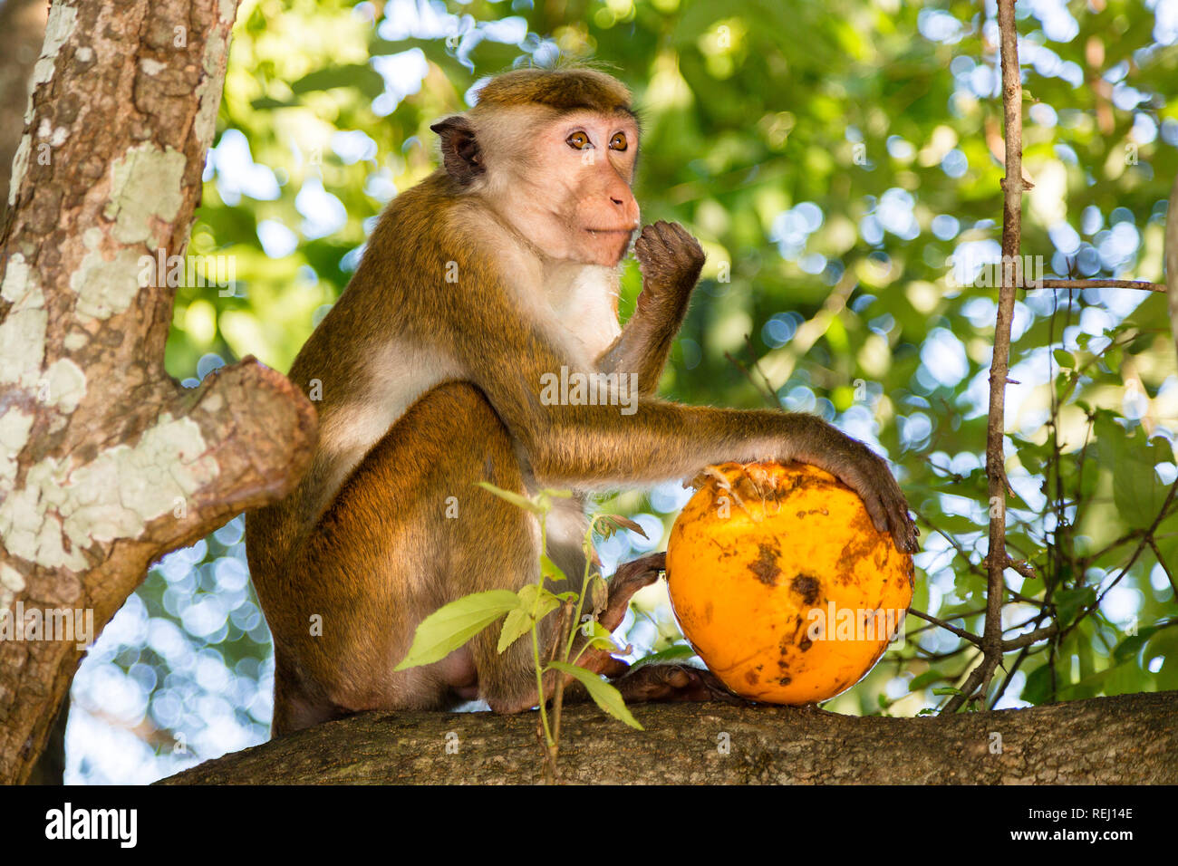 Cocnut High Resolution Stock Photography and Images - Alamy