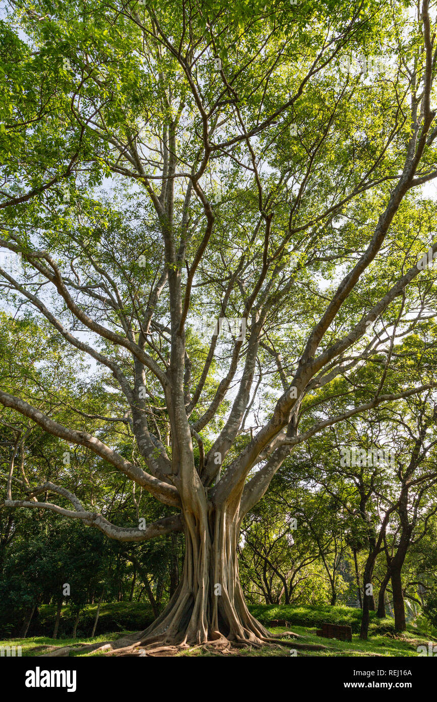 Indian banyan tree ficus benghalensis hi-res stock photography and ...