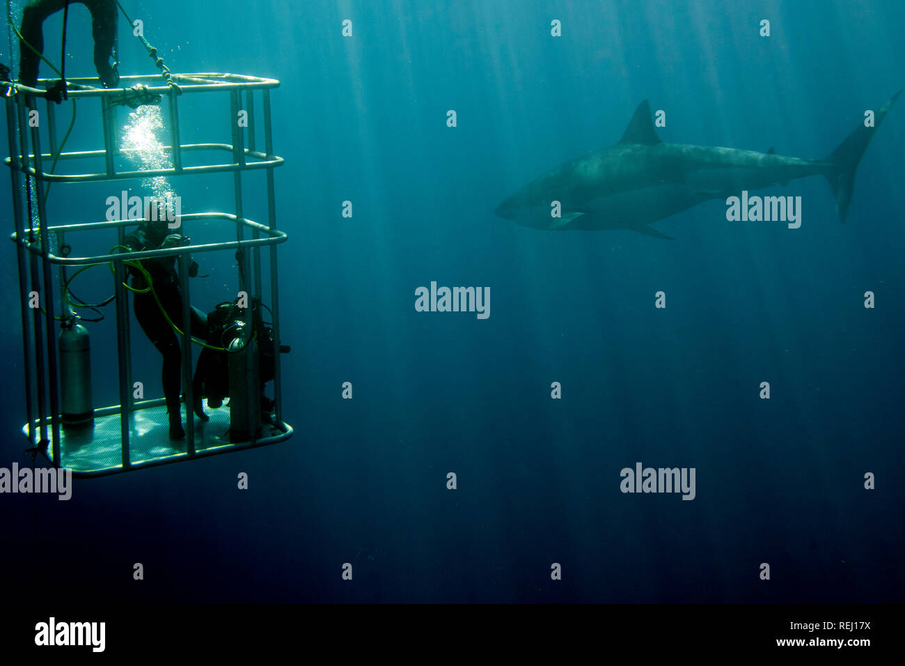 cage diving with Great White shark while coming to you on deep blue ...